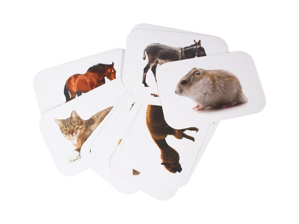 Domestic Animals Flashcards – The Sculpted Brain