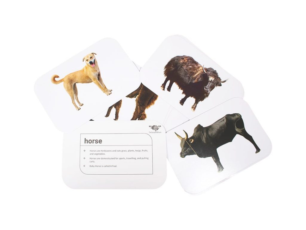 Domestic Animals Flashcards – The Sculpted Brain
