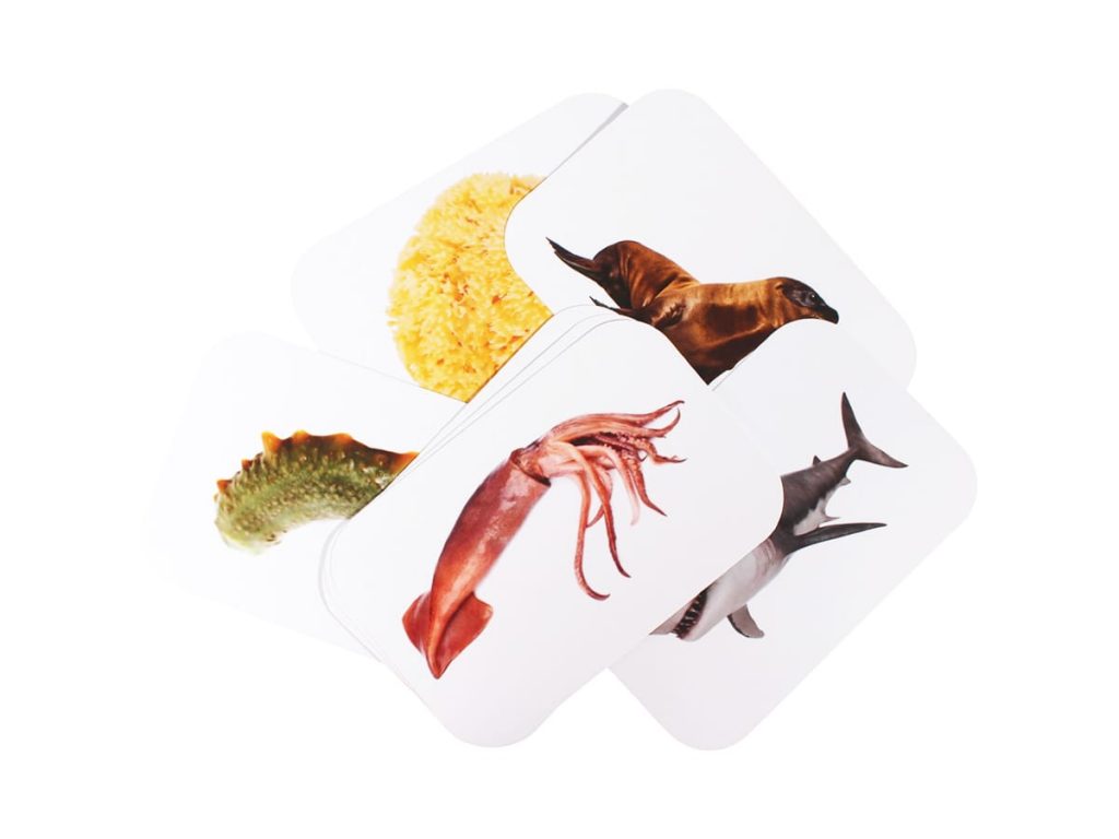 Sea Creatures Flashcards – The Sculpted Brain