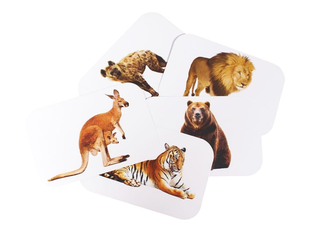 Wild Animals Flashcards – The Sculpted Brain